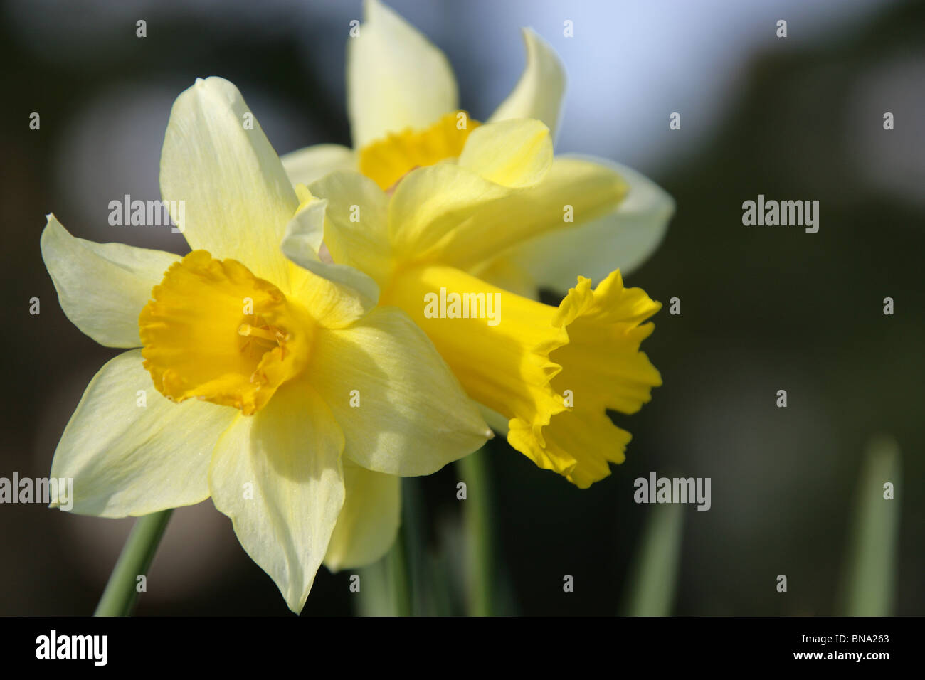Abbeywood Garden, Cheshire. Close up spring view of daffodils in full ...