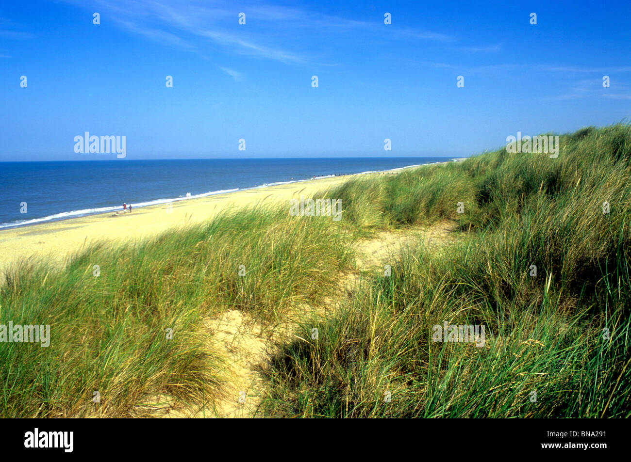 Waxham dunes, Norfolk sand dune beach beaches North Sea England UK ...
