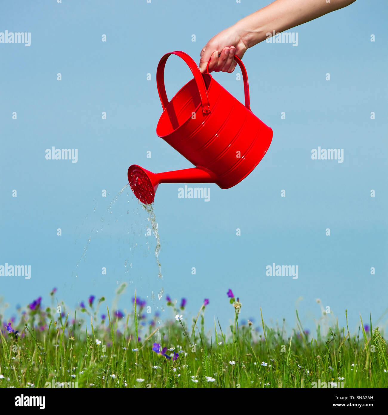 Female hand holding a water can and watering the flowers Stock Photo ...