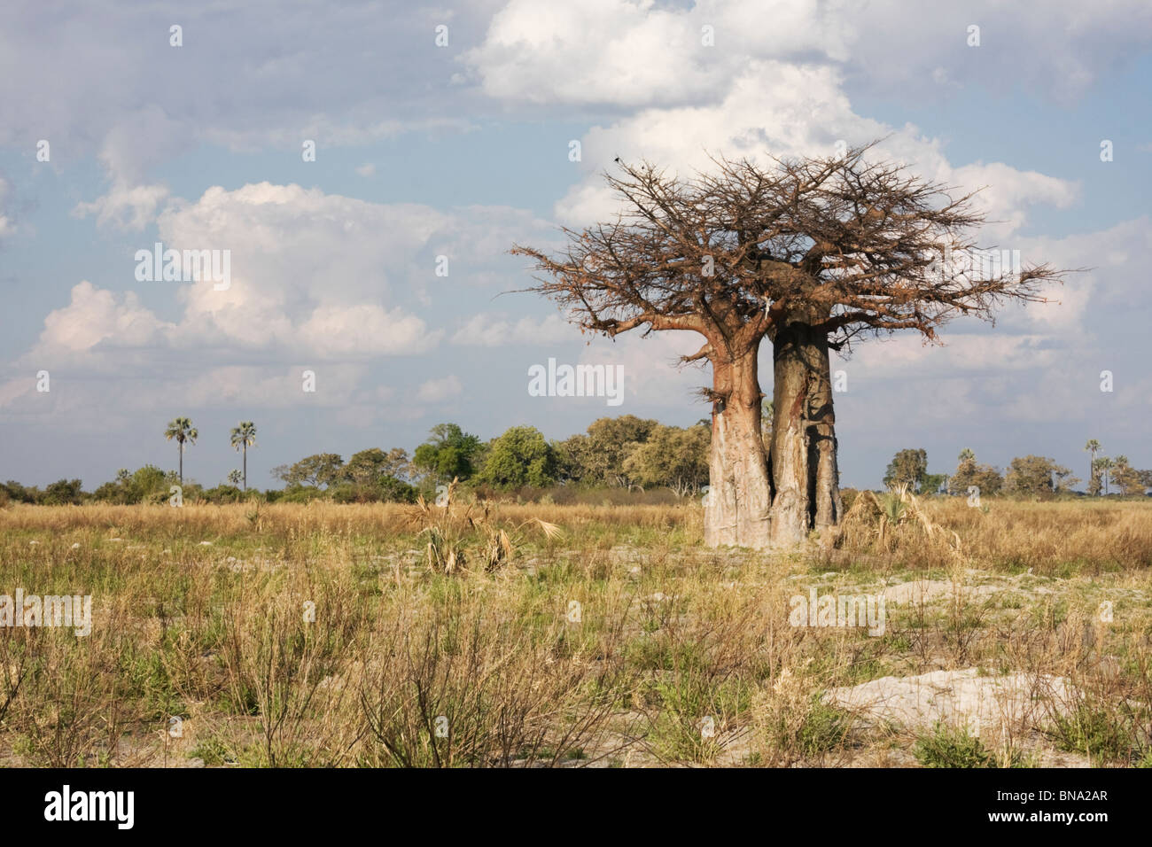 Baobab Tree in Okavango Delta, Botswana Stock Photo - Alamy