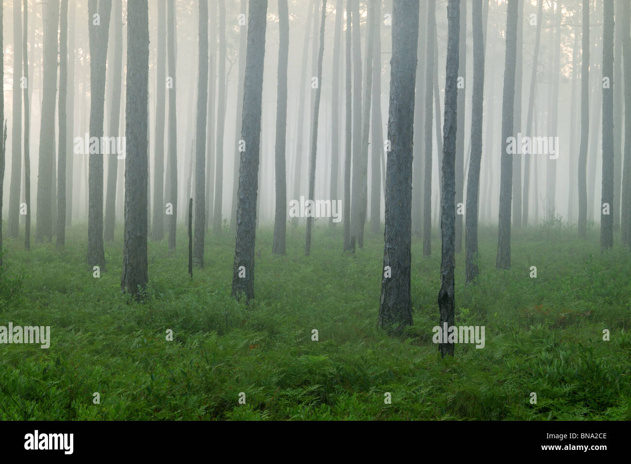 Green swamp nature preserve north carolina hi-res stock photography and ...