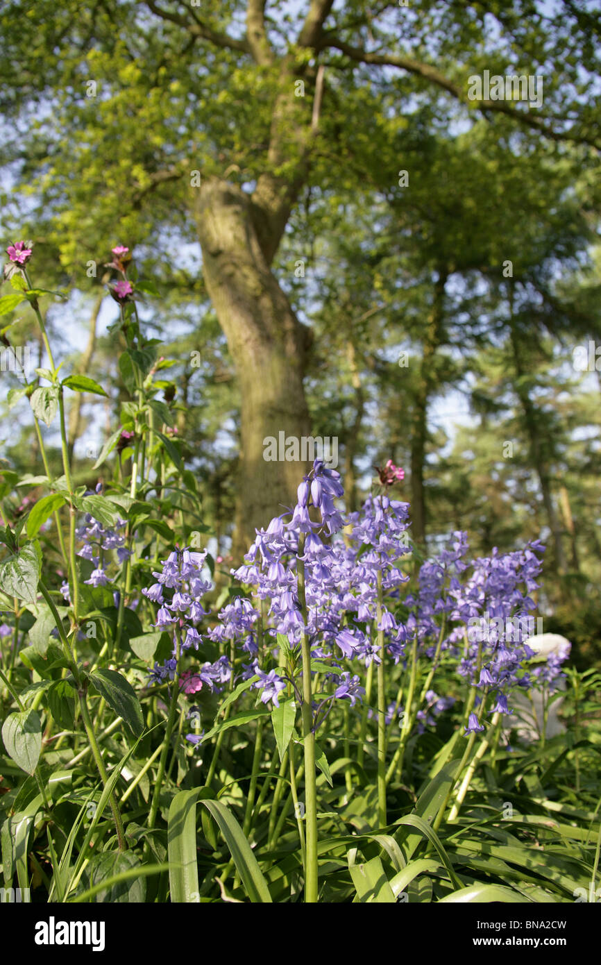 Abbeywood Garden, Cheshire. Spring view of the bluebells in full bloom ...