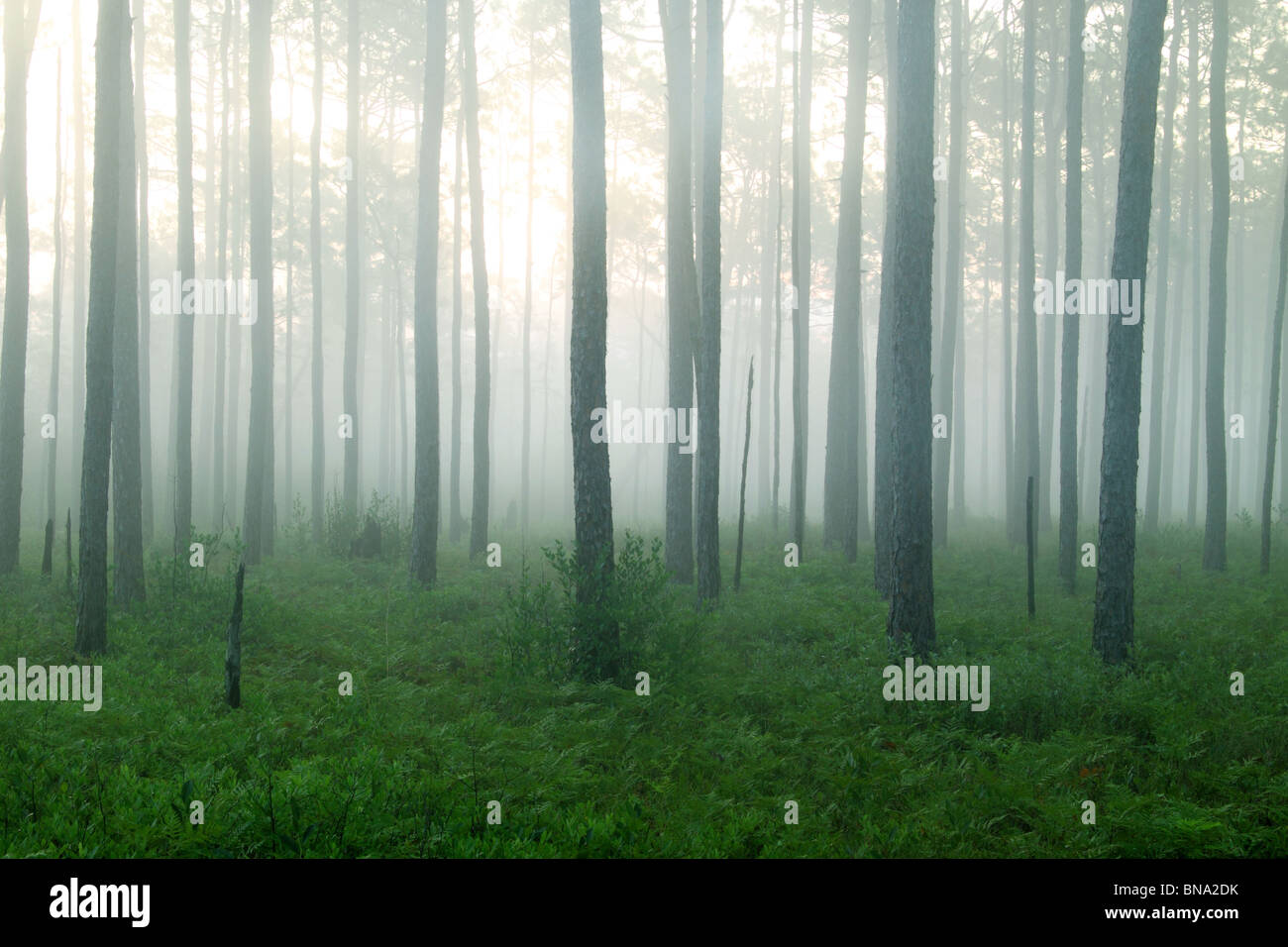 This image was taken at sunrise in the Green Swamp Nature Preserve ...