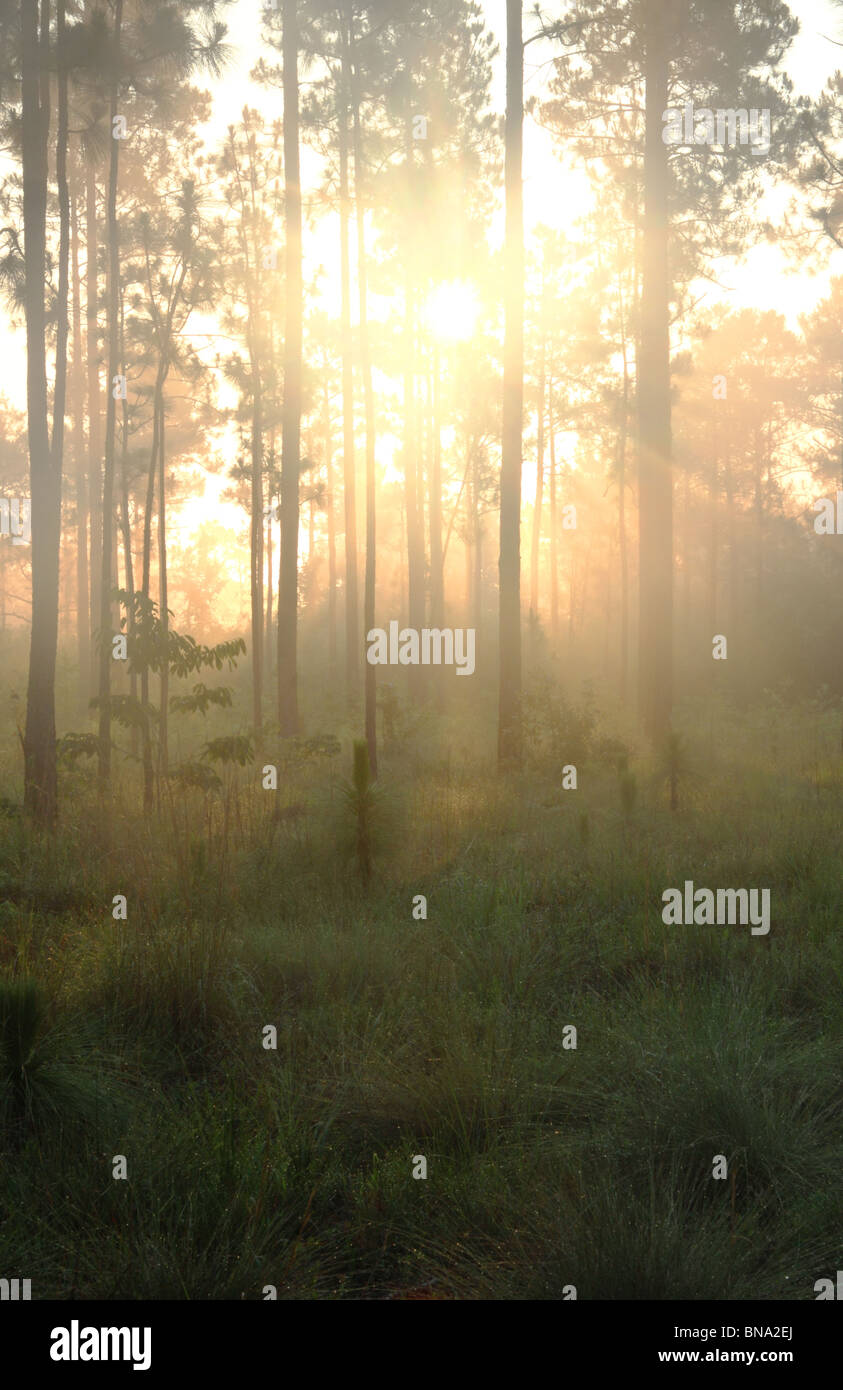 This image was taken at sunrise in the Green Swamp Nature Preserve ...