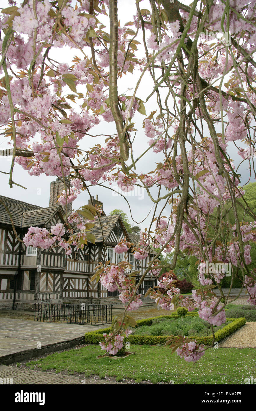 Adlington Hall & Gardens, England. Spring view of a pink cherry blossom ...