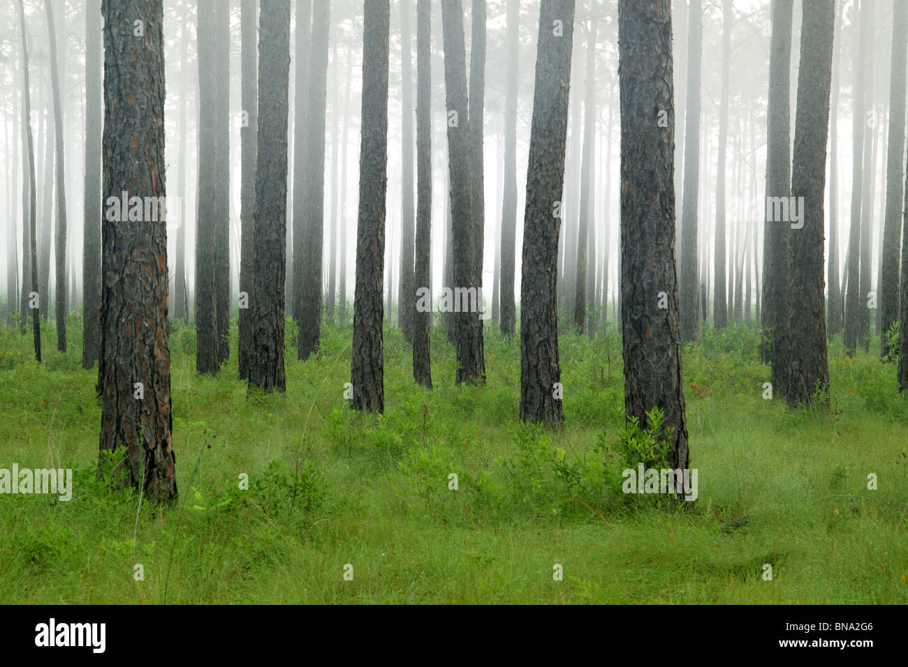 This image was taken at sunrise in the Green Swamp Nature Preserve ...