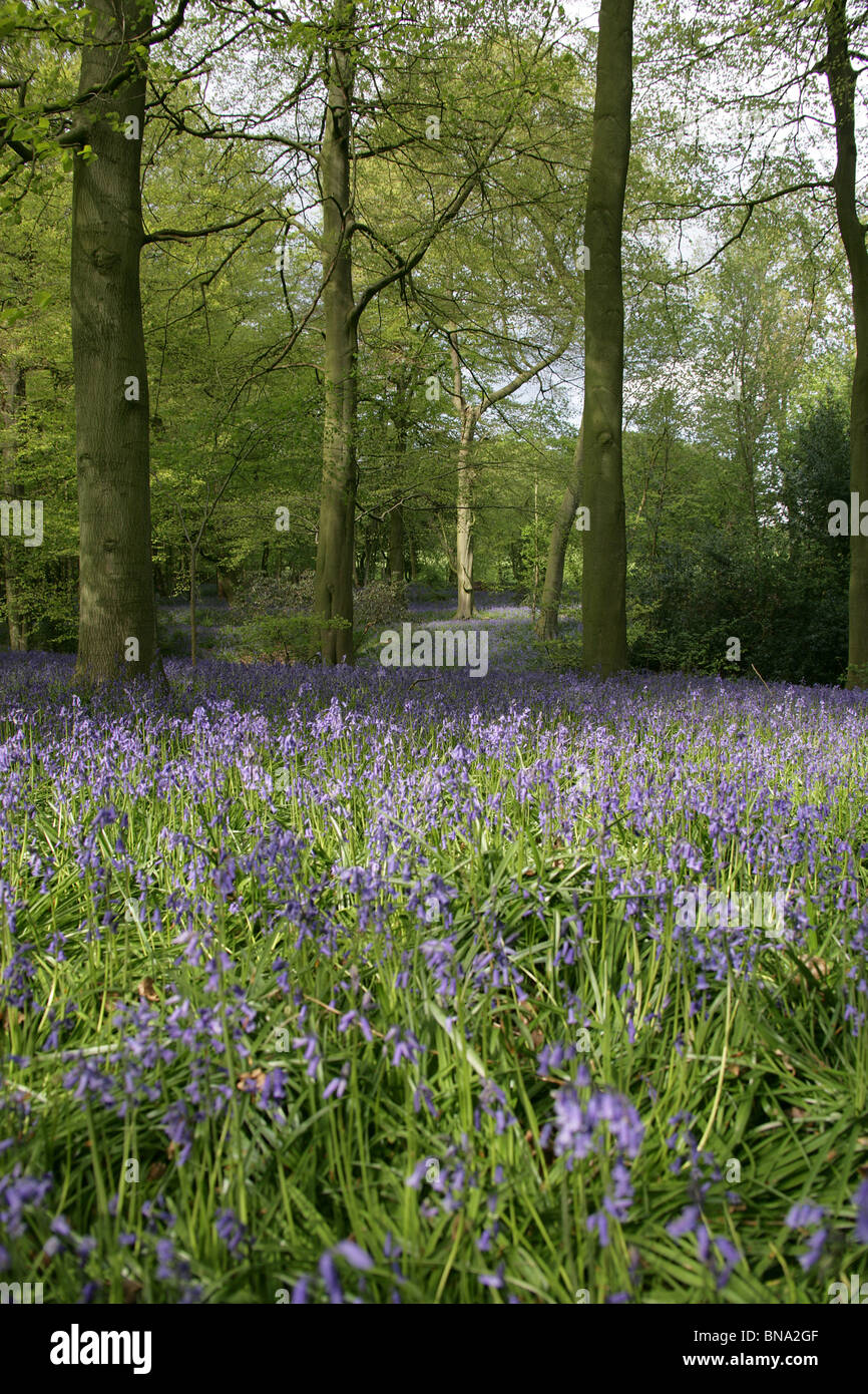 Adlington Hall & Gardens, England. Spring view of bluebells within the ...
