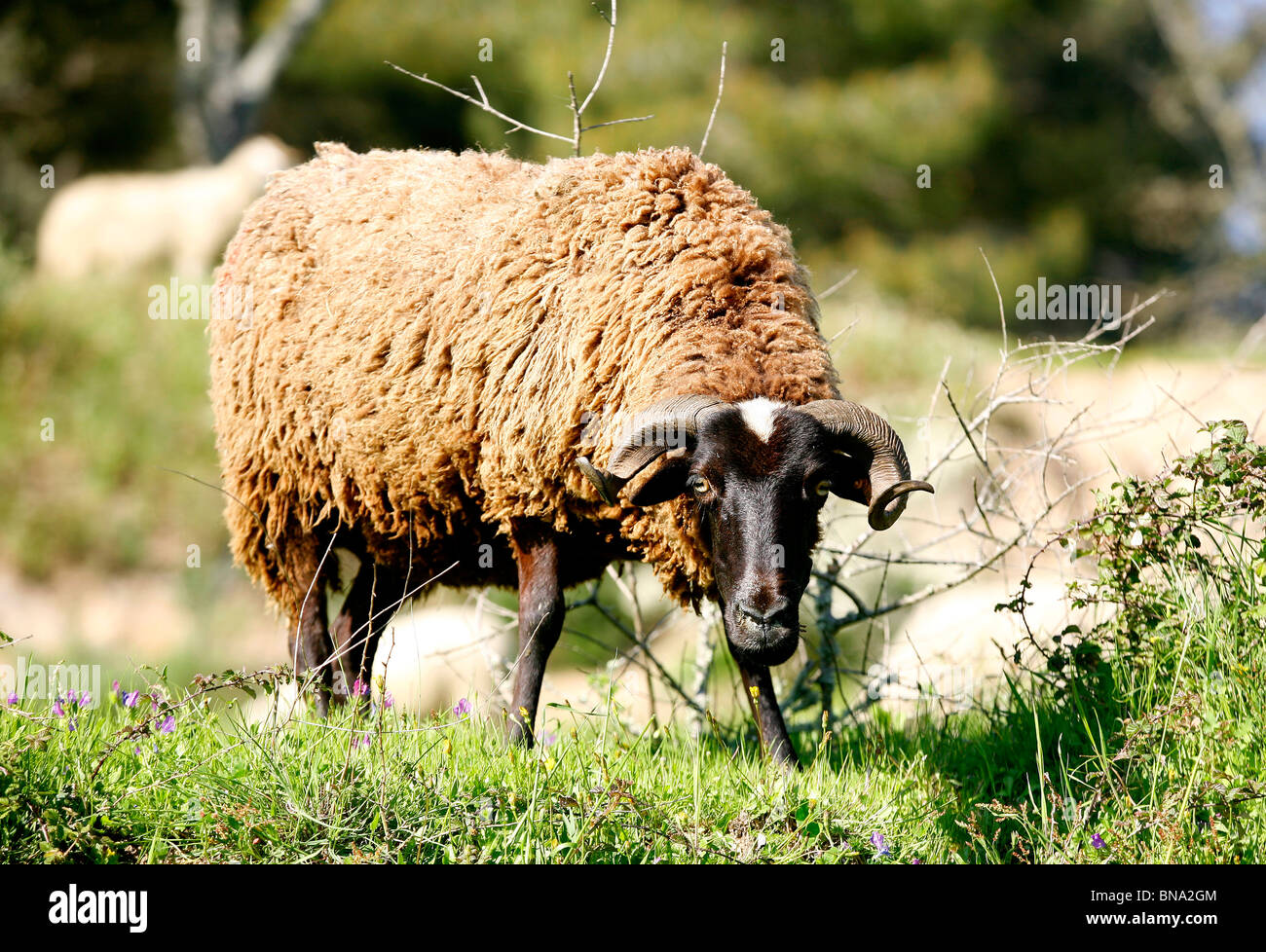 Sheeplikes hi-res stock photography and images - Alamy