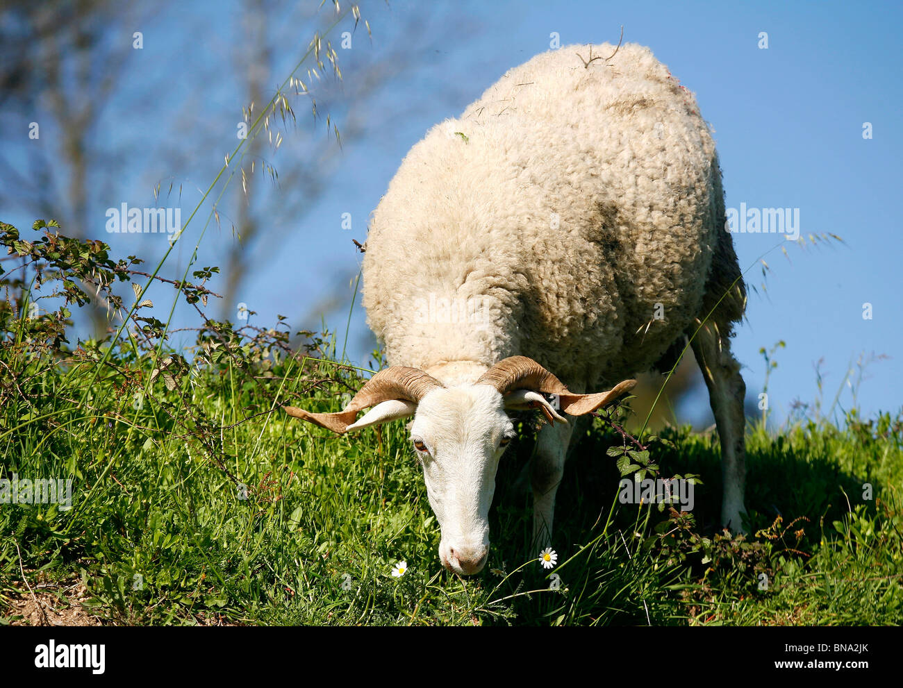Domestico sheep hi-res stock photography and images - Alamy