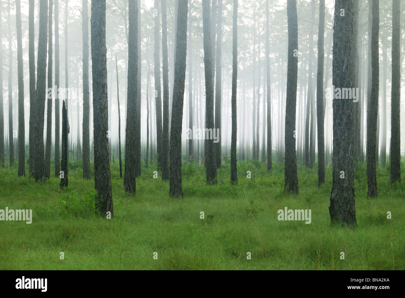 This image was taken at sunrise in the Green Swamp Nature Preserve ...