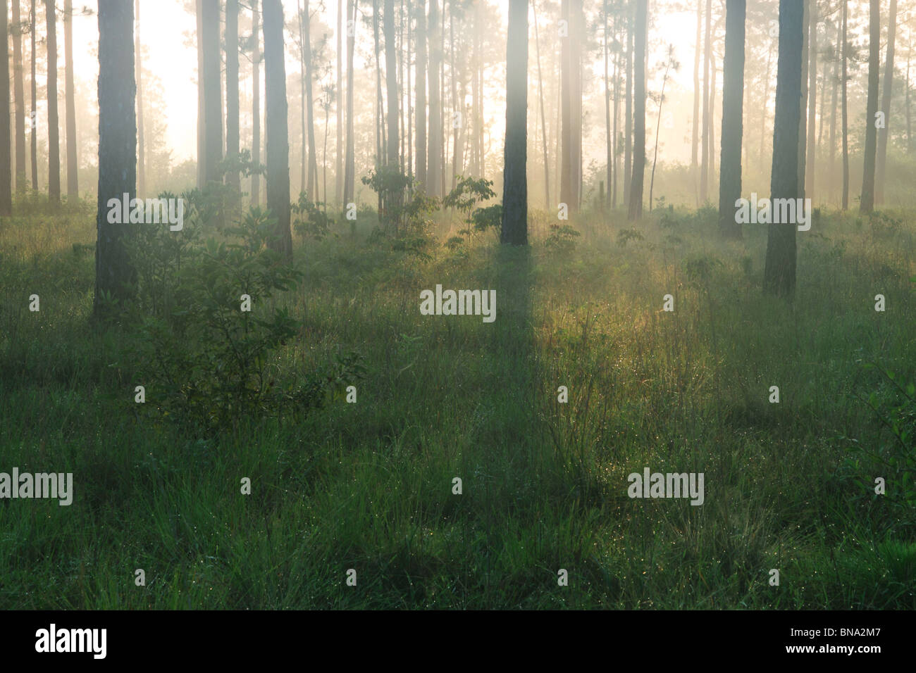 This image was taken at sunrise in the Green Swamp Nature Preserve ...