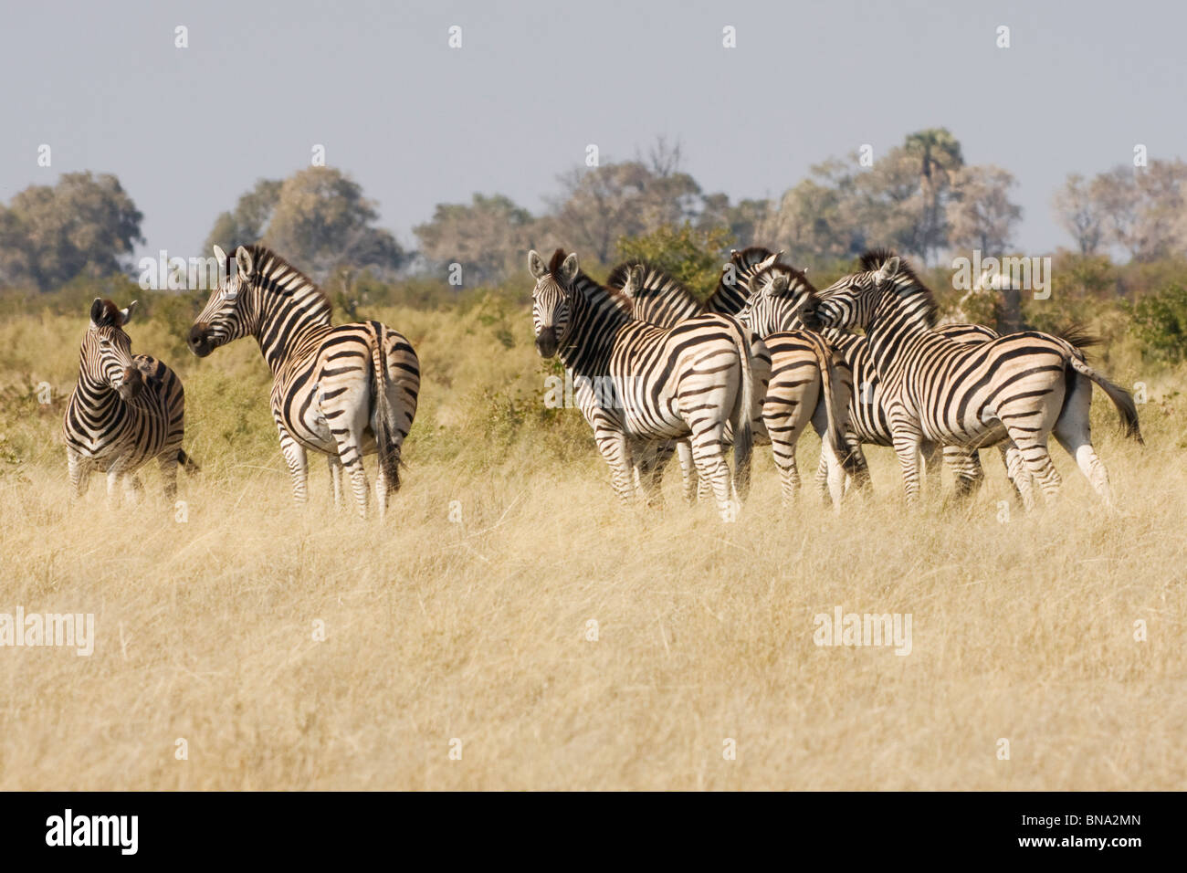 Burchell's Zebra in Okavango Delta, Botswana Stock Photo - Alamy