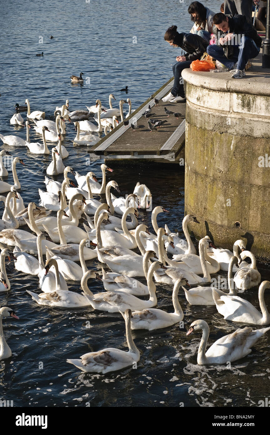 An eyrar of swans and mature cygnets crowding around the quay where ...