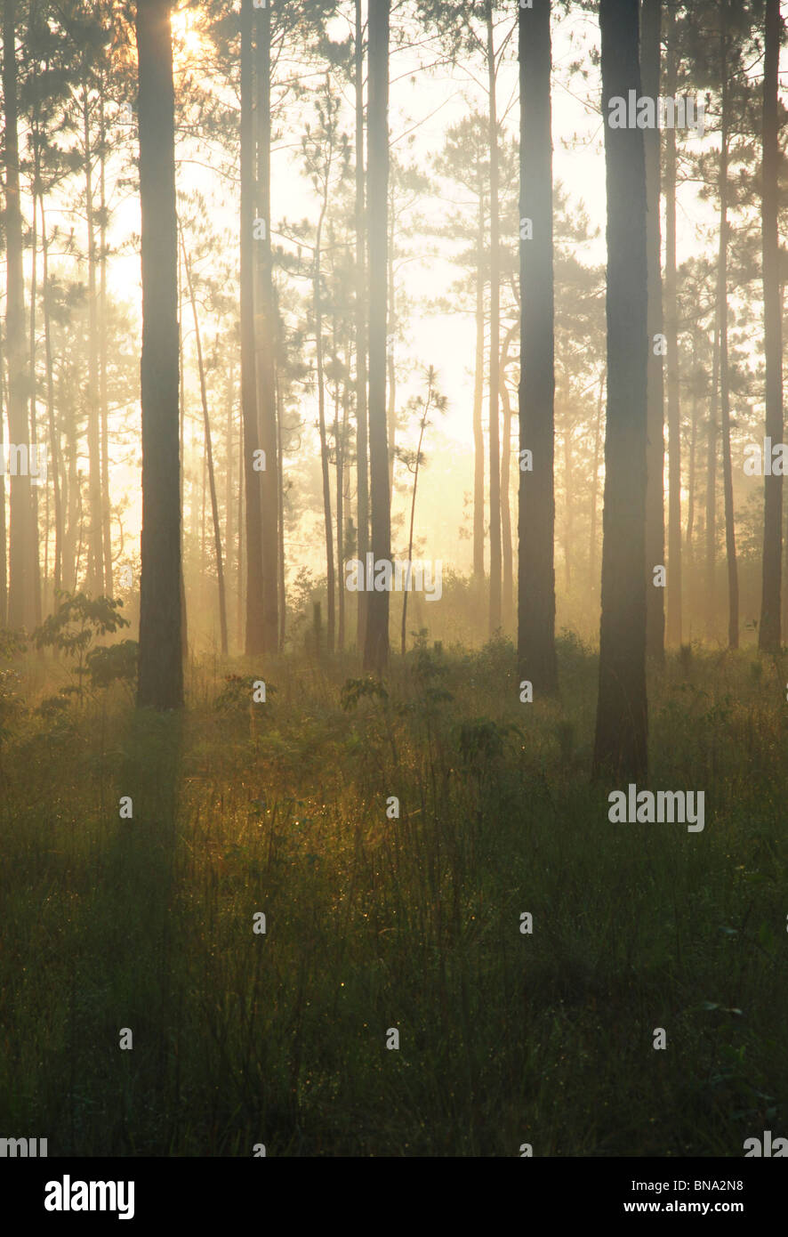 This image was taken at sunrise in the Green Swamp Nature Preserve ...