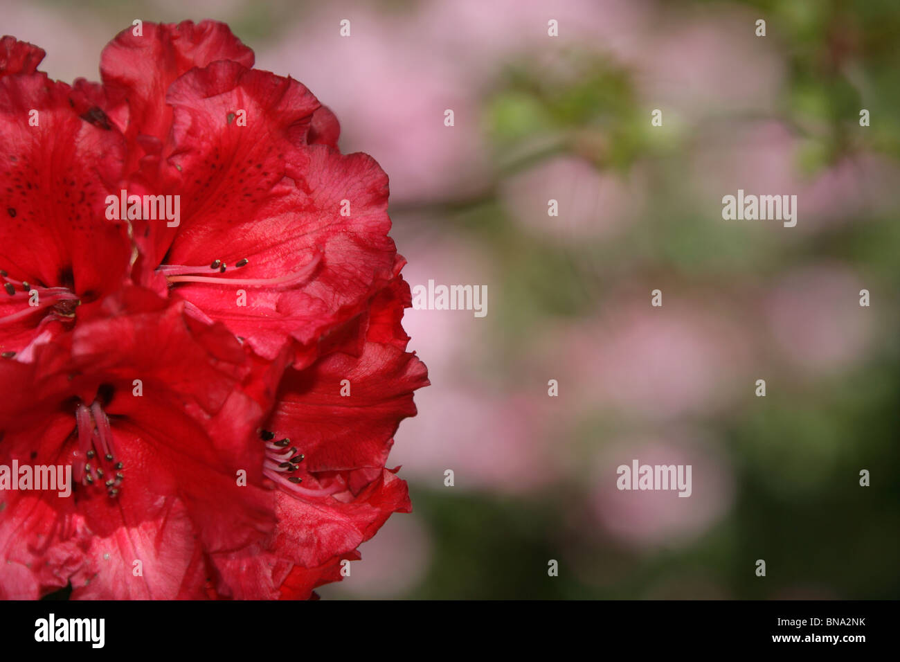 Arley Hall & Gardens, England. Close up view of red rhododendrons in ...