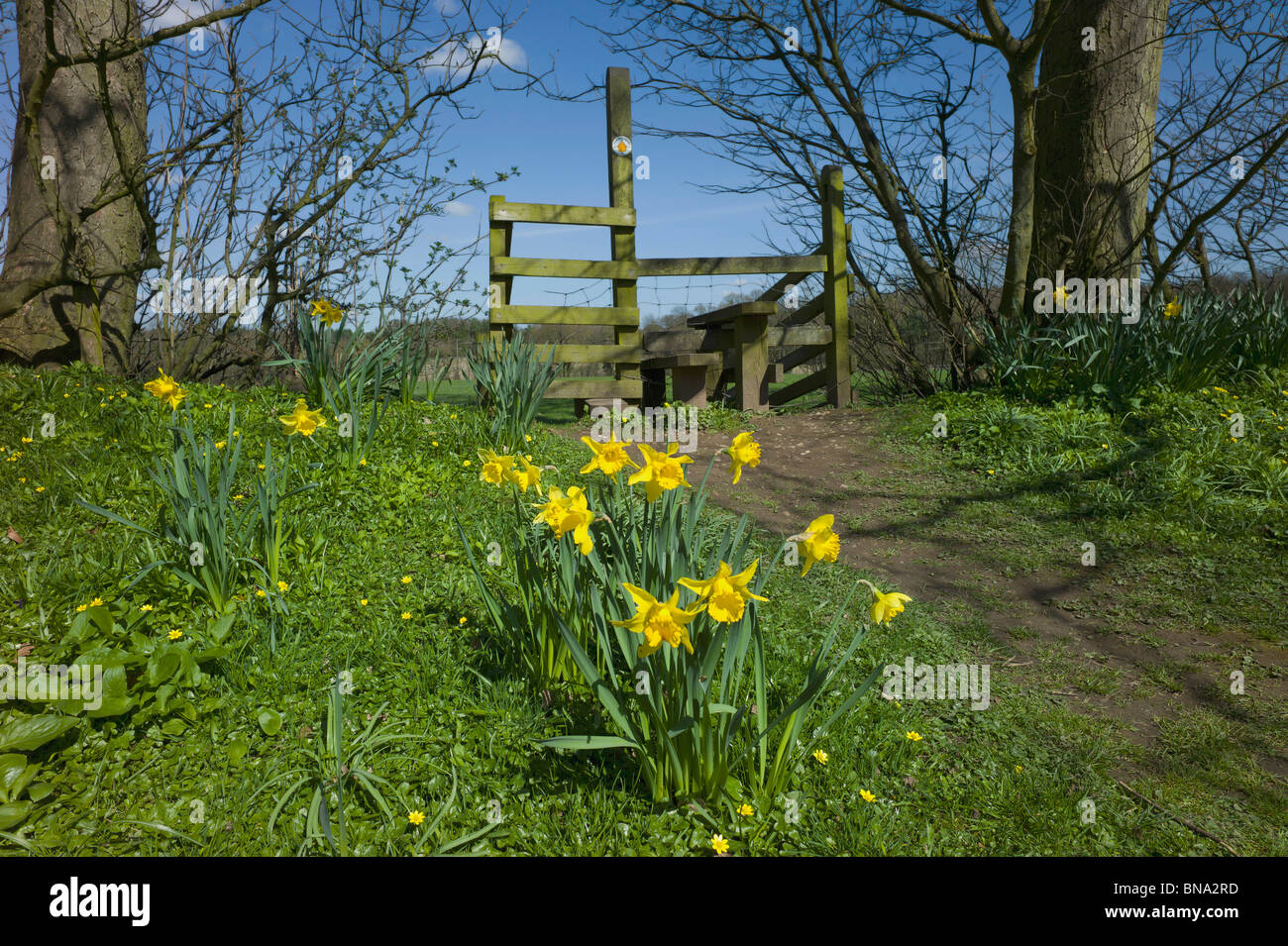 Yellow daffodil wild flowers growing wild in the countryside Stock ...
