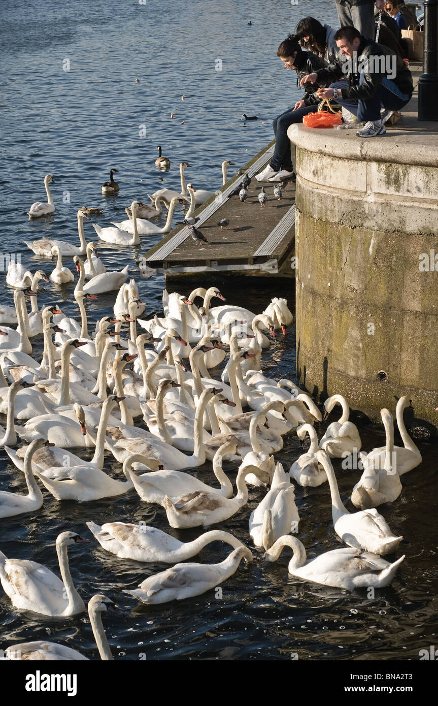 An eyrar of swans and mature cygnets crowding around the quay where ...