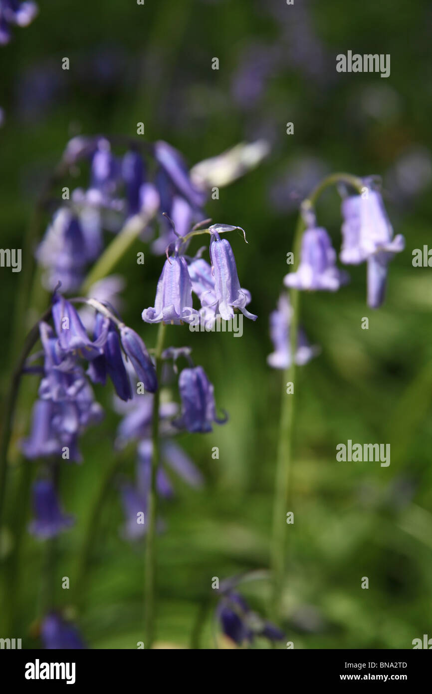 Bluebell Cottage Gardens, England. Close up spring view of bluebells in ...