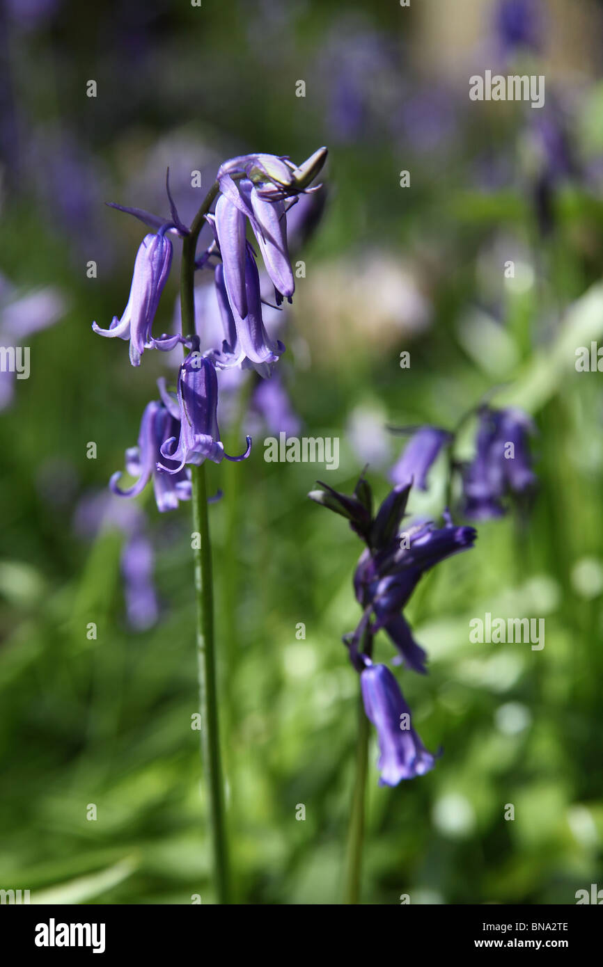Bluebell Cottage Gardens, England. Close up spring view of bluebells in ...