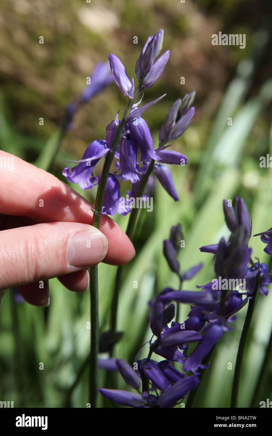 Bluebell Cottage Gardens, England. Close up spring view of bluebells ...