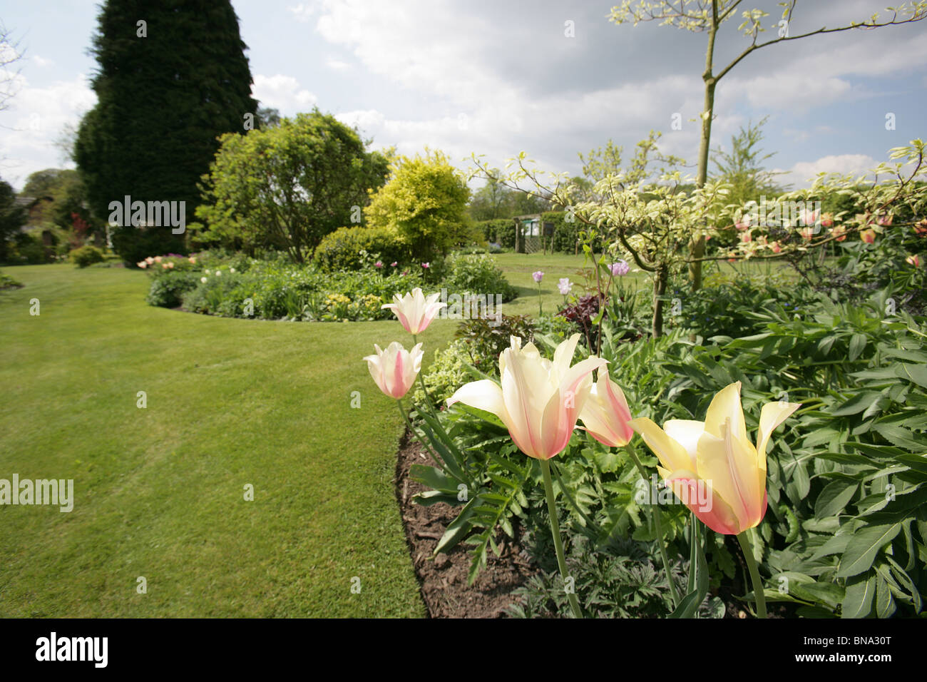 Bluebell Cottage Gardens, England. Spring view of pink and yellow ...