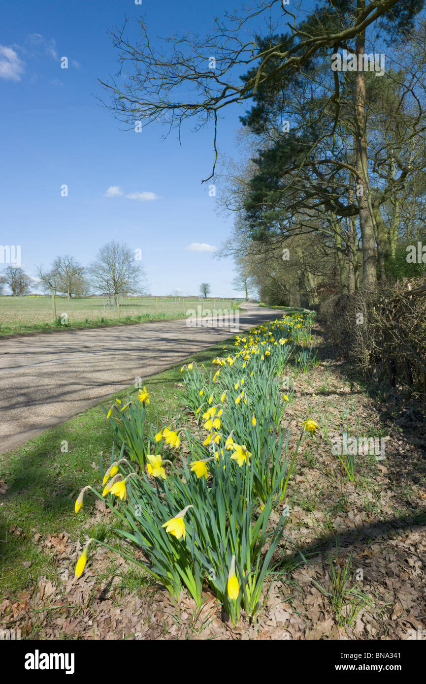 Yellow daffodil wild flowers growing wild in the countryside Stock ...