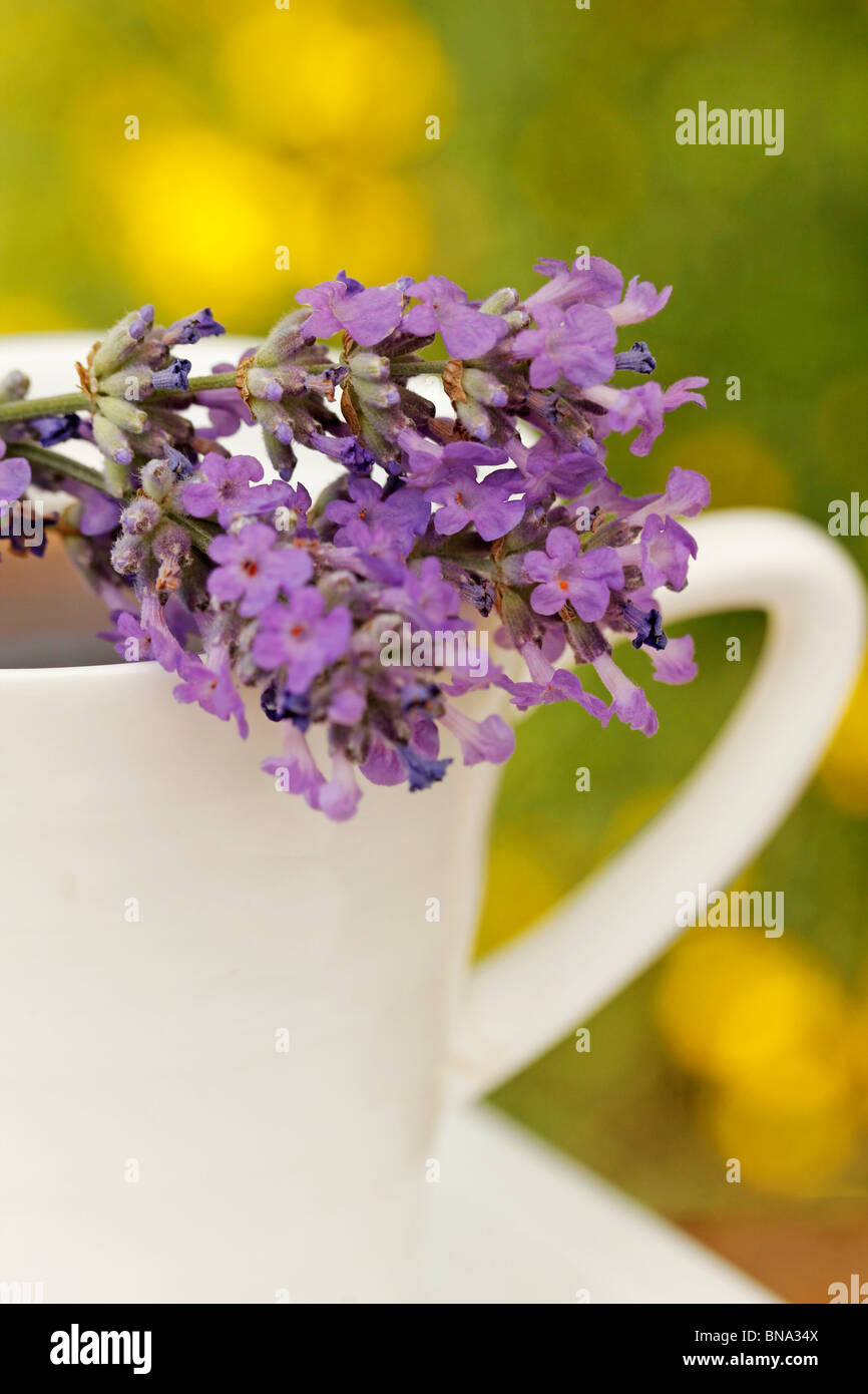Lavender infusion (Lavandula officinalis Stock Photo - Alamy