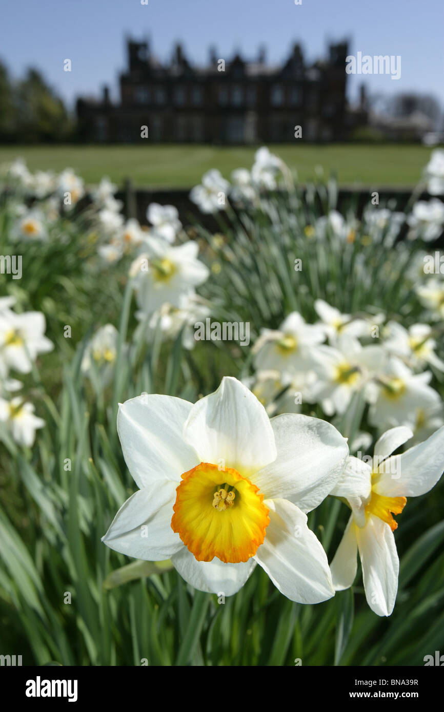 Capesthorne Hall, England. Close up spring view of daffodils in full ...