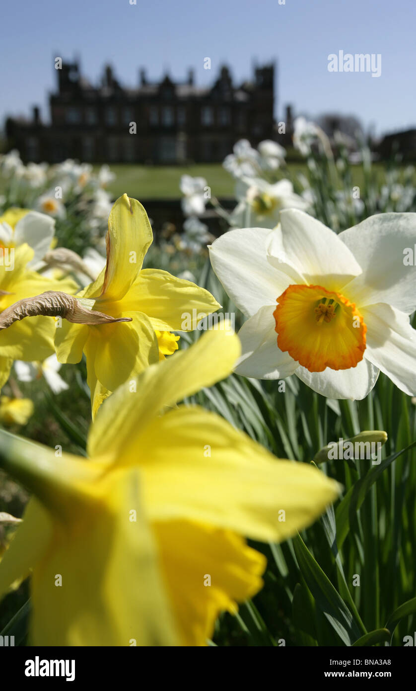 Capesthorne Hall, England. Close up spring view of daffodils in full ...