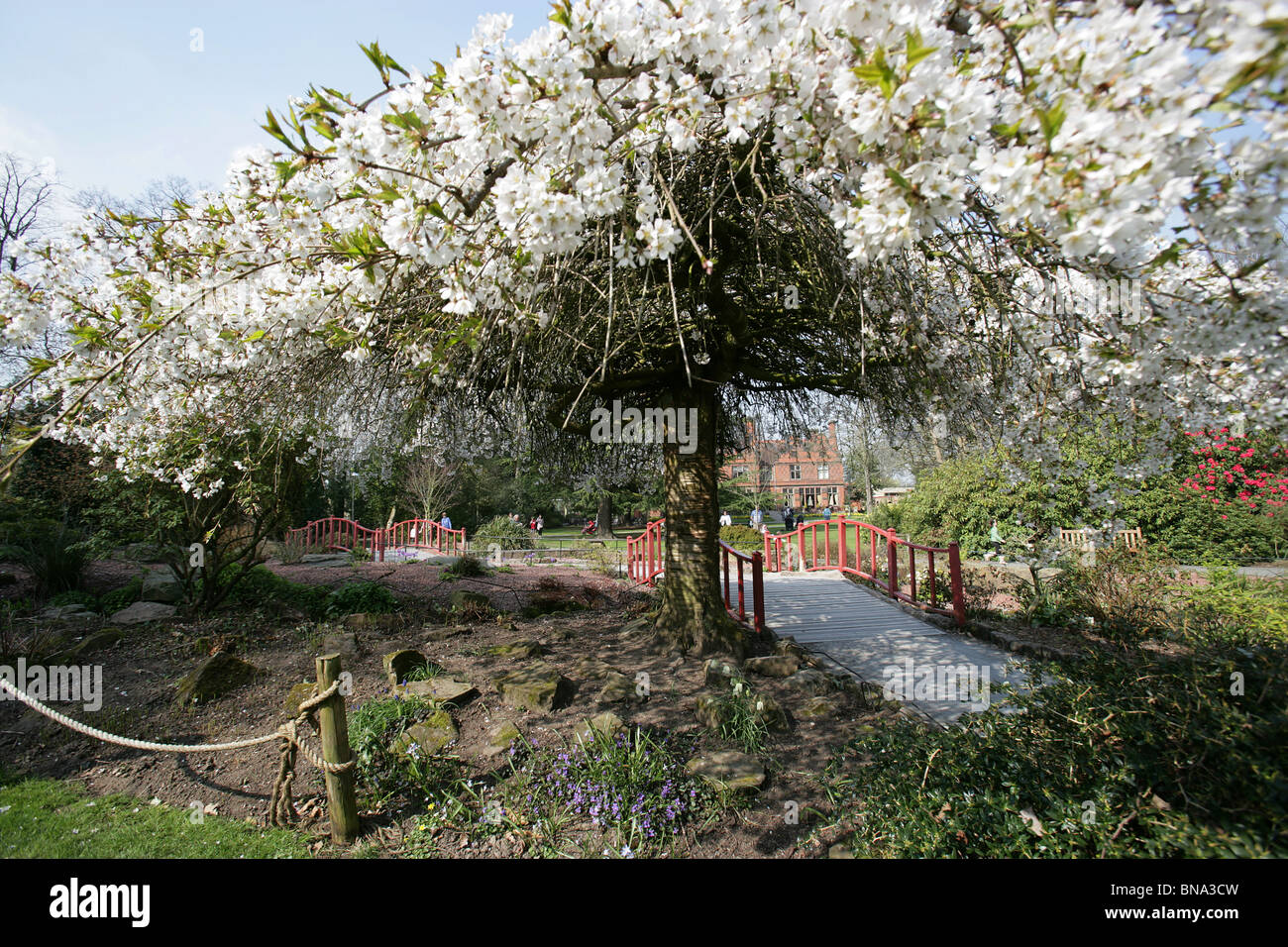 Chester Zoological Gardens. Spring view of a Cherry Blossom Tree in ...