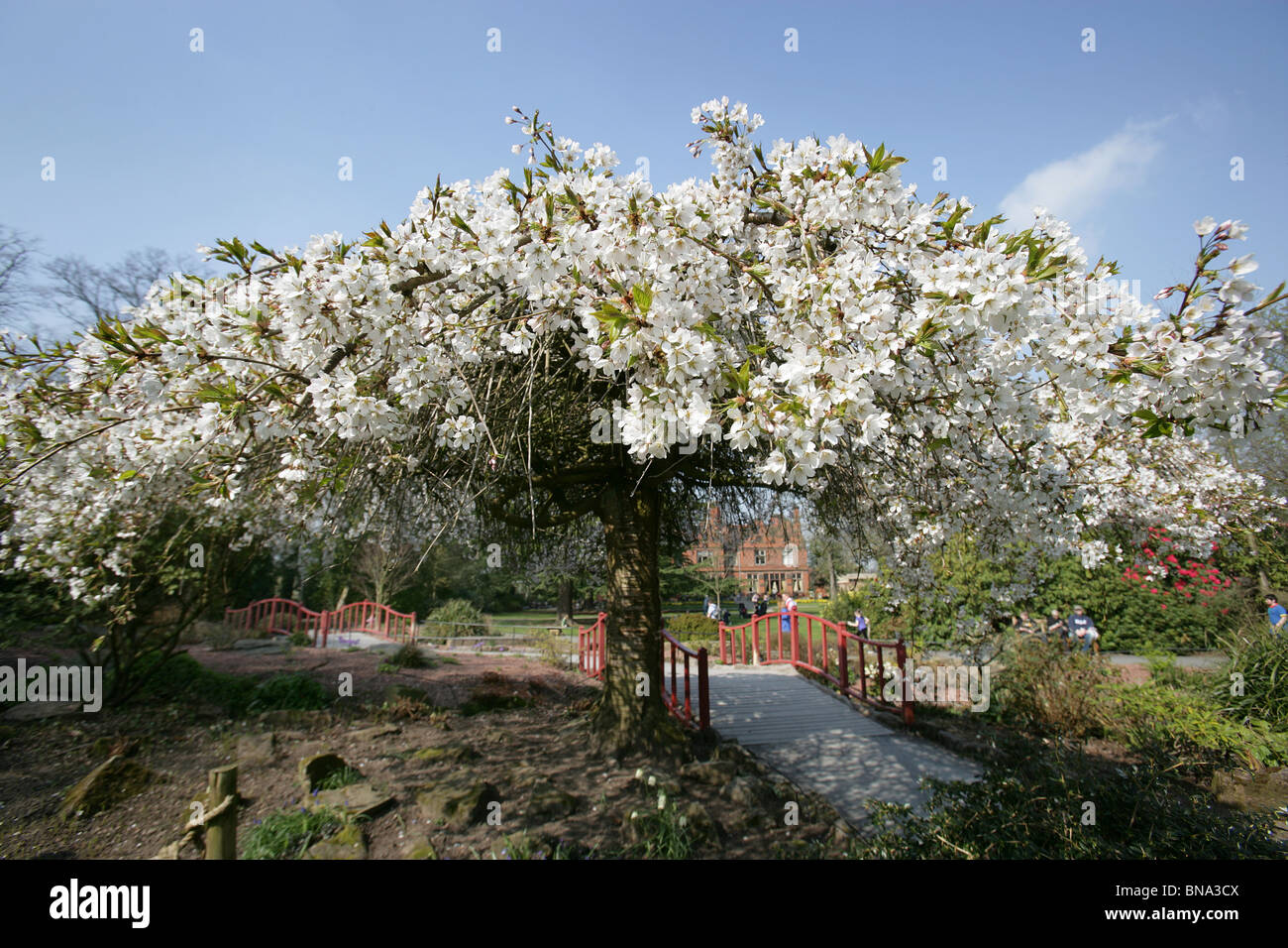 Chester Zoological Gardens. Spring view of a Cherry Blossom Tree in ...