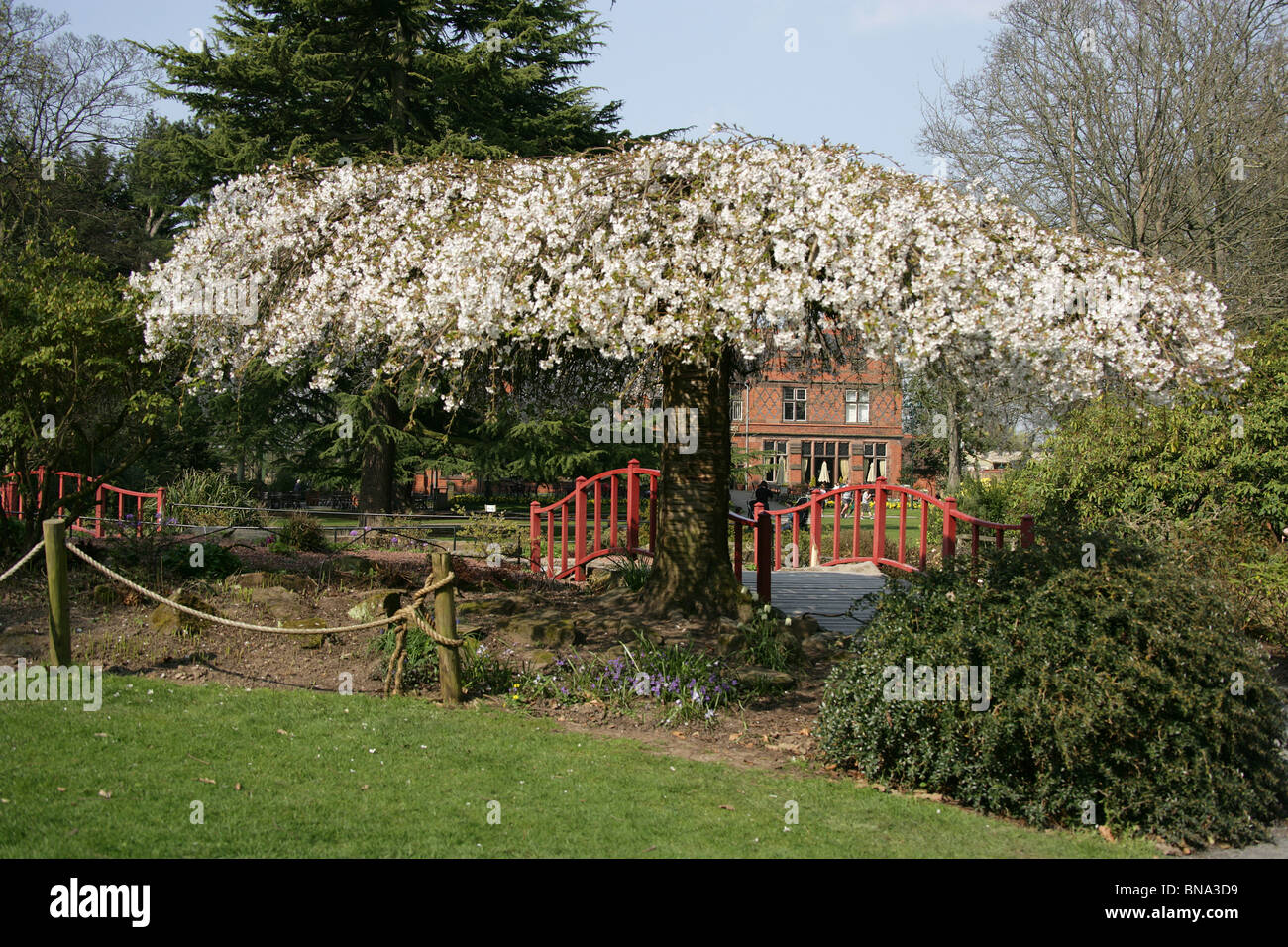 Chester Zoological Gardens. Spring view of a Cherry Blossom Tree in ...