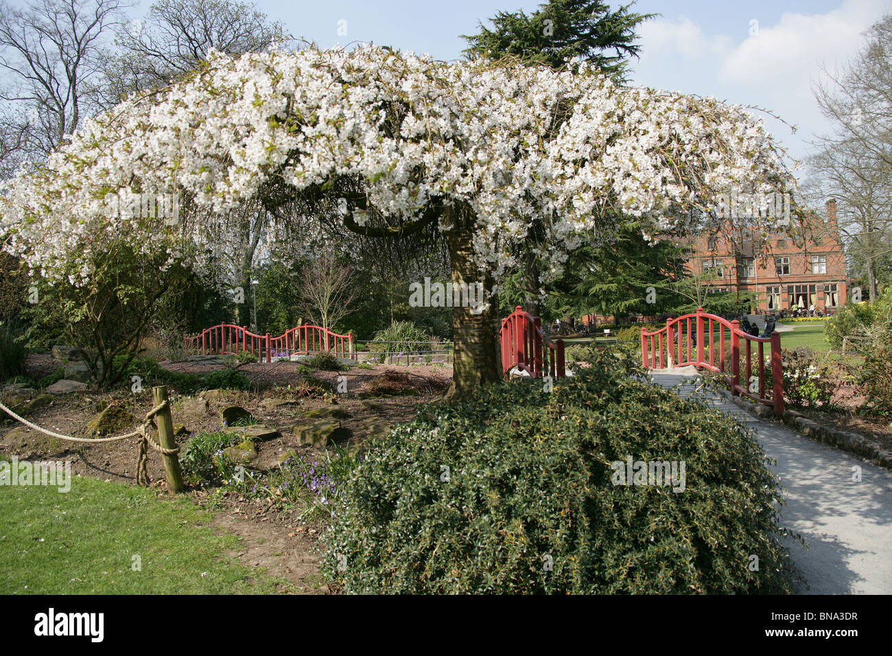 Chester Zoological Gardens. Spring view of a Cherry Blossom Tree in ...
