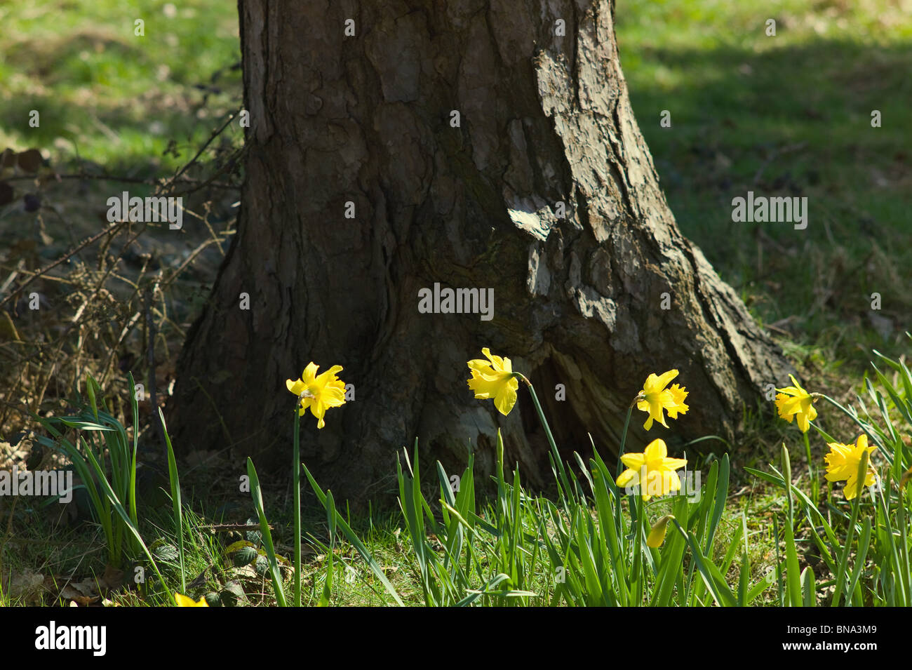 Yellow daffodil wild flowers growing wild in the countryside Stock ...