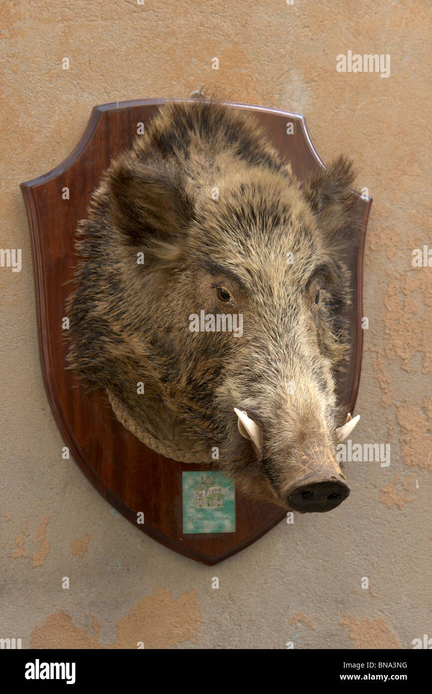 Orvieto, Italy. Trophy of a wild boar outside a delicatessen shop Stock ...