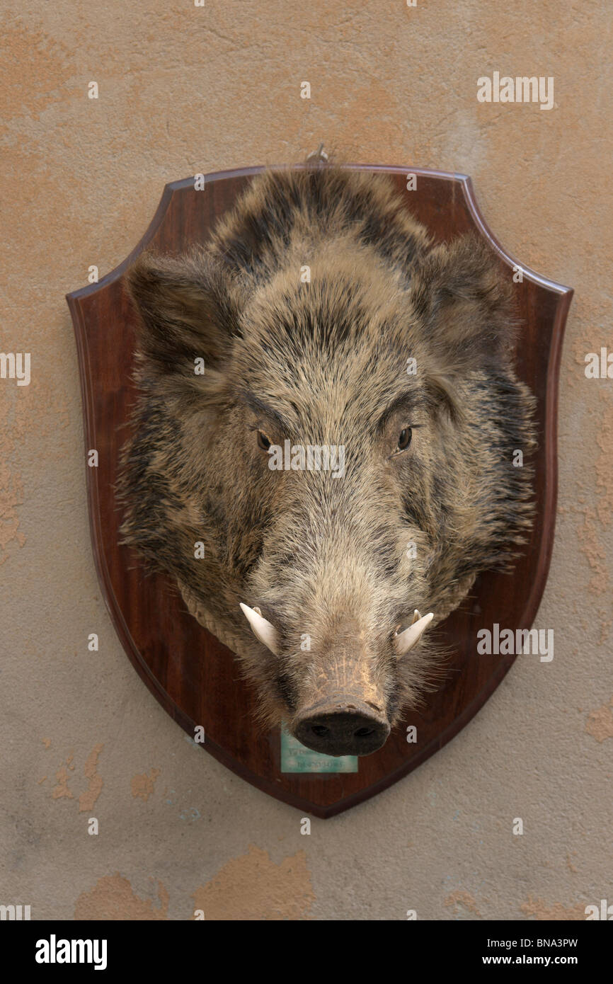 Wild Boar Tusks Stock Photos & Wild Boar Tusks Stock Images - Alamy