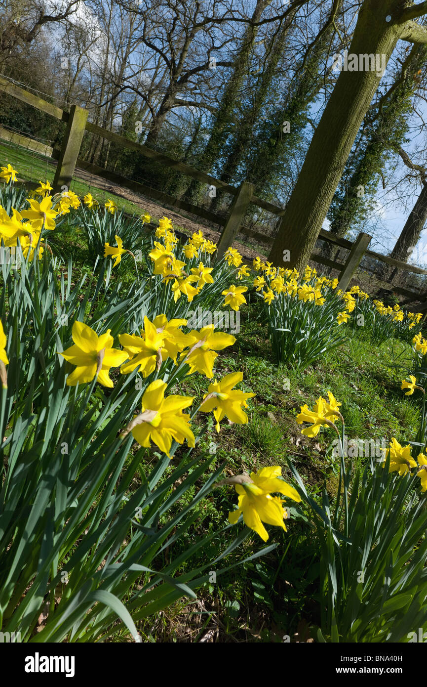 Yellow daffodil wild flowers growing wild in the countryside Stock ...
