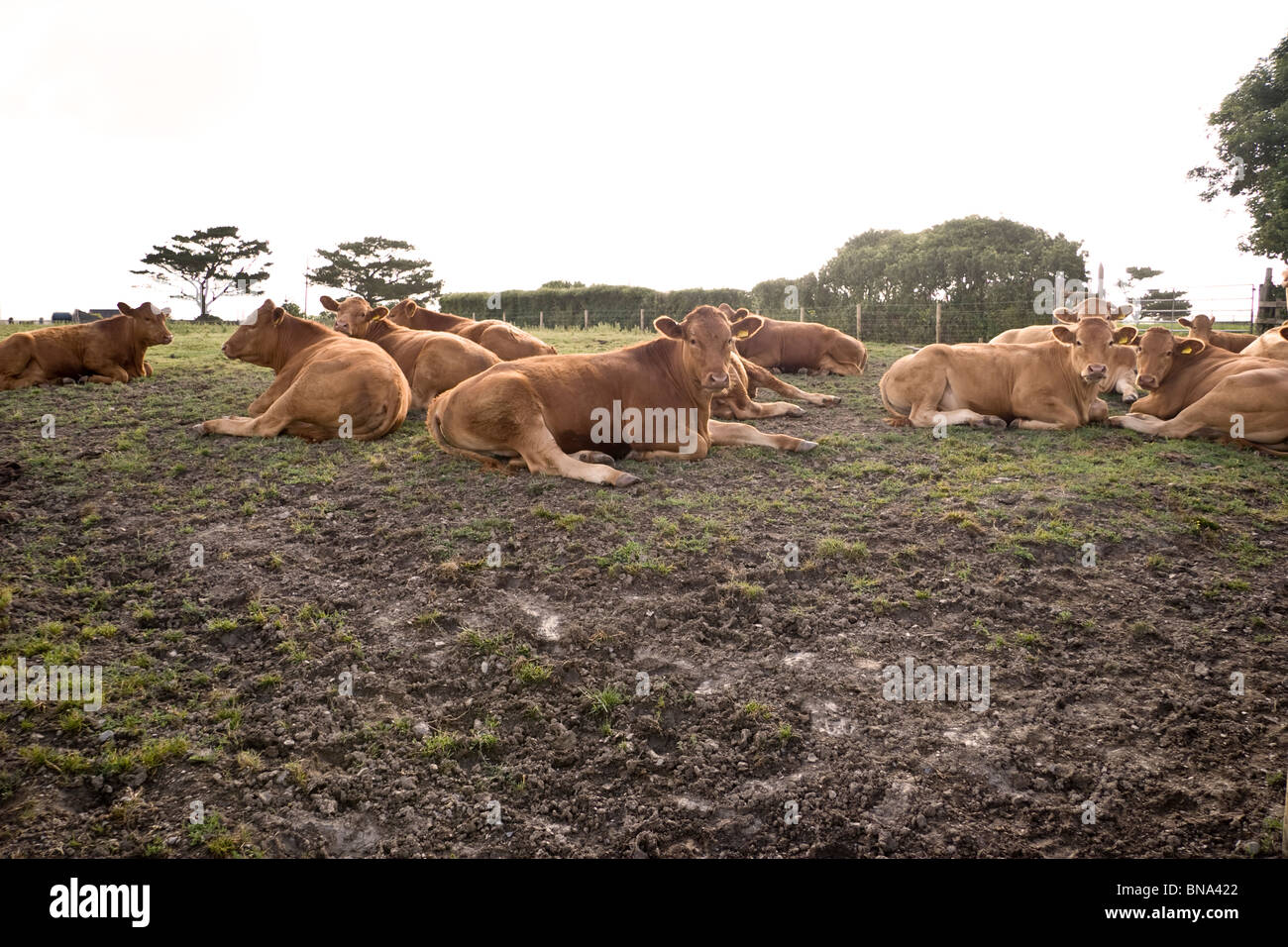 Cattle in a field Stock Photo - Alamy