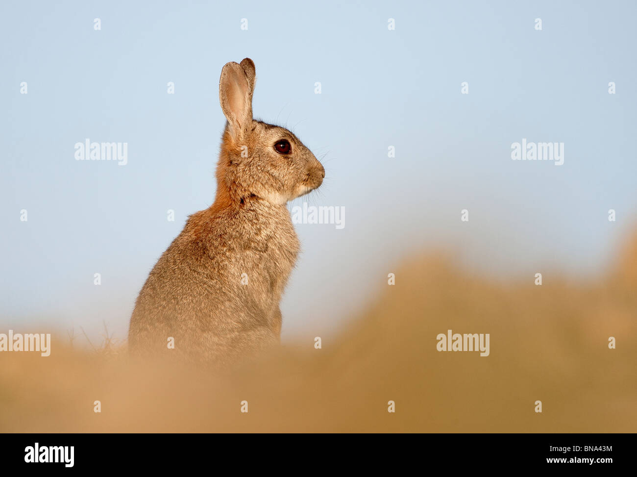 Oryctolagus cuniculus - wild rabbit standing on hind feet looking alert ...