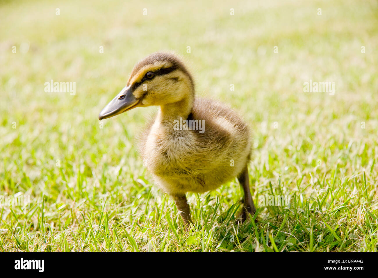 2 week old duckling Stock Photo - Alamy