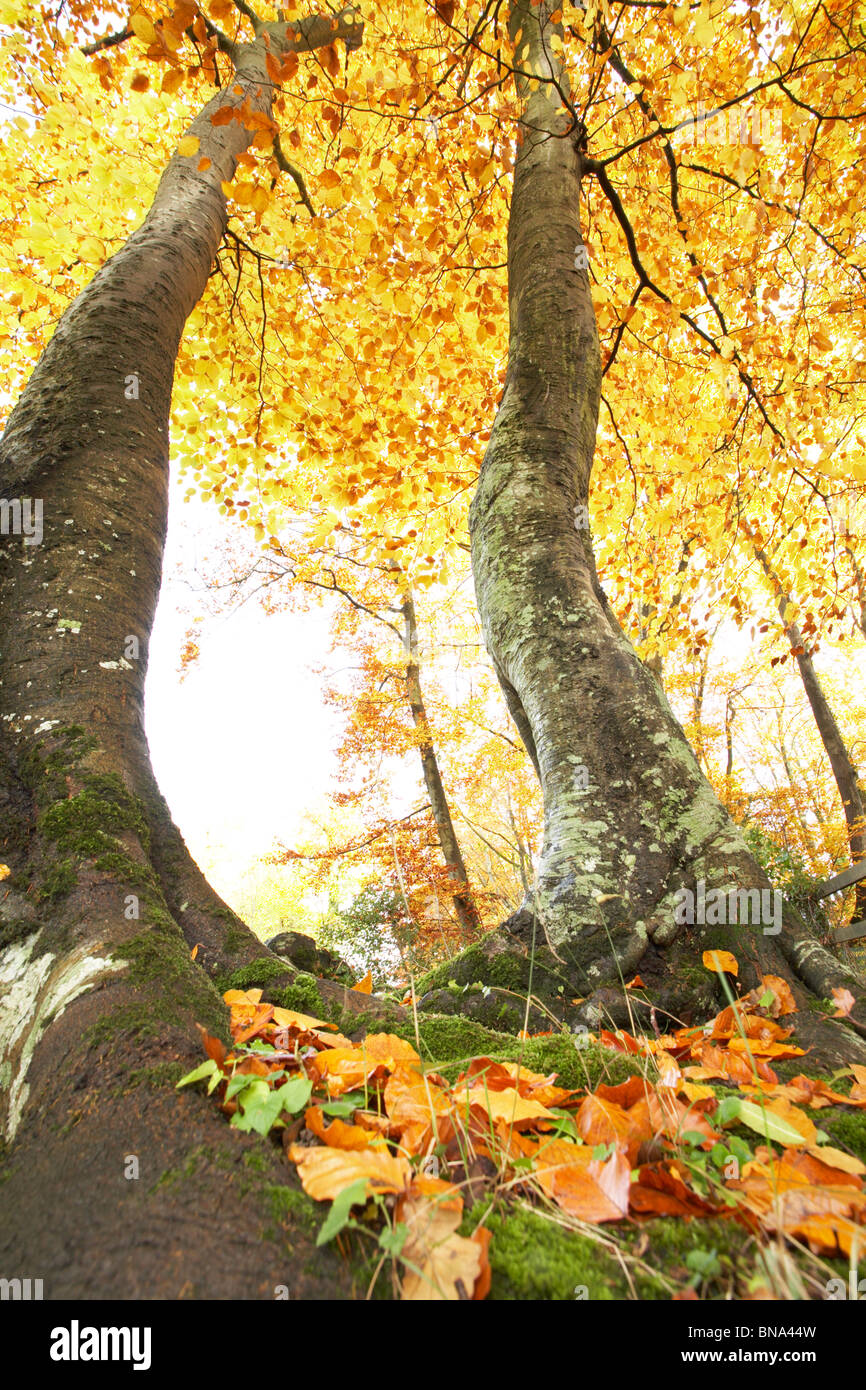 Heavenly canopy hi-res stock photography and images - Alamy