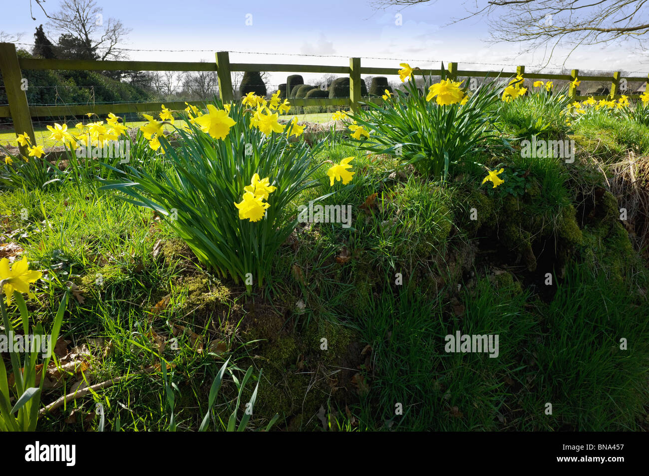 Yellow daffodil wild flowers growing wild in the countryside Stock ...