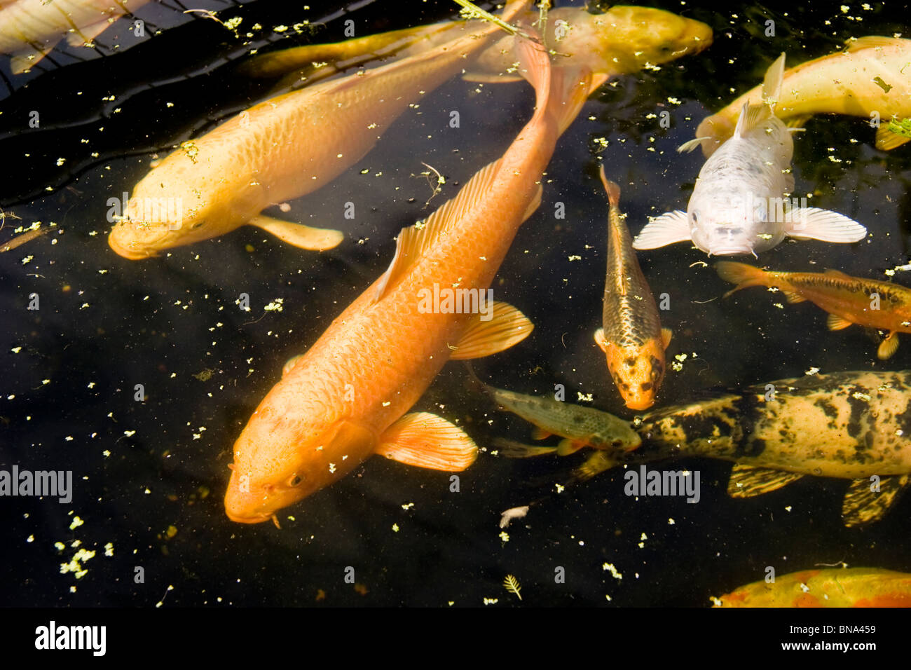 Koi carp fish in a garden pond Stock Photo - Alamy