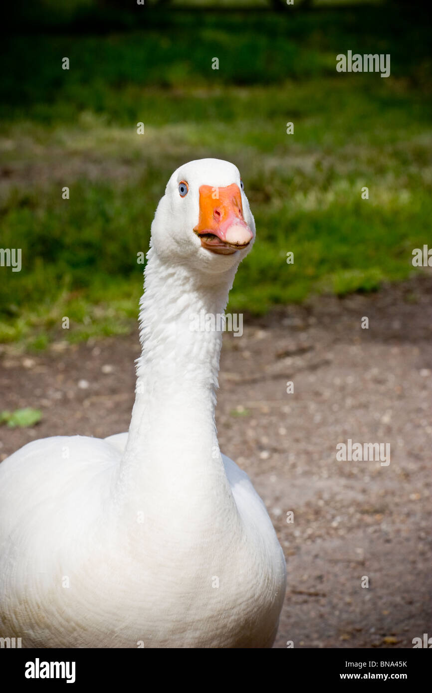 An attacking white goose Stock Photo - Alamy