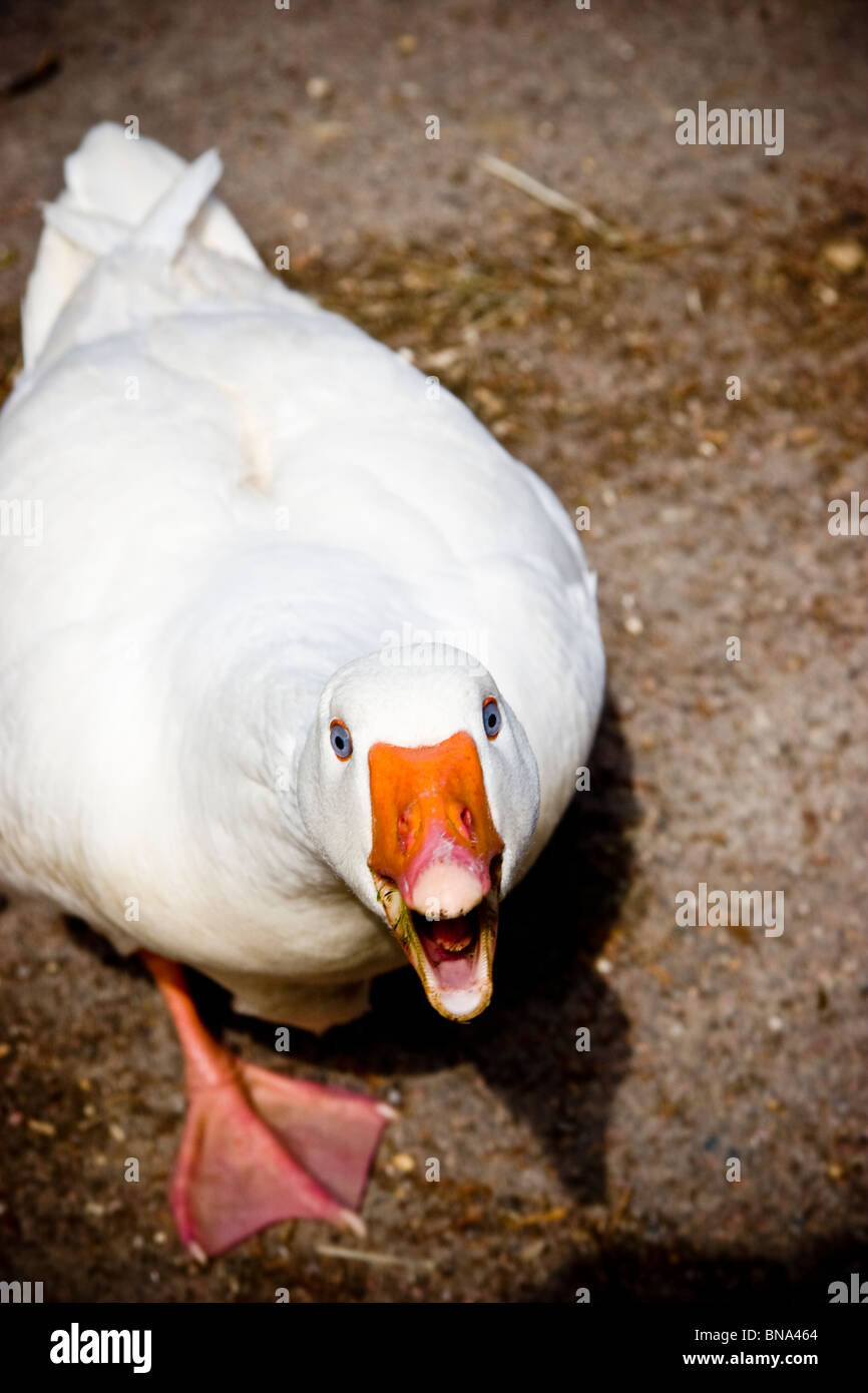 An attacking white goose Stock Photo - Alamy