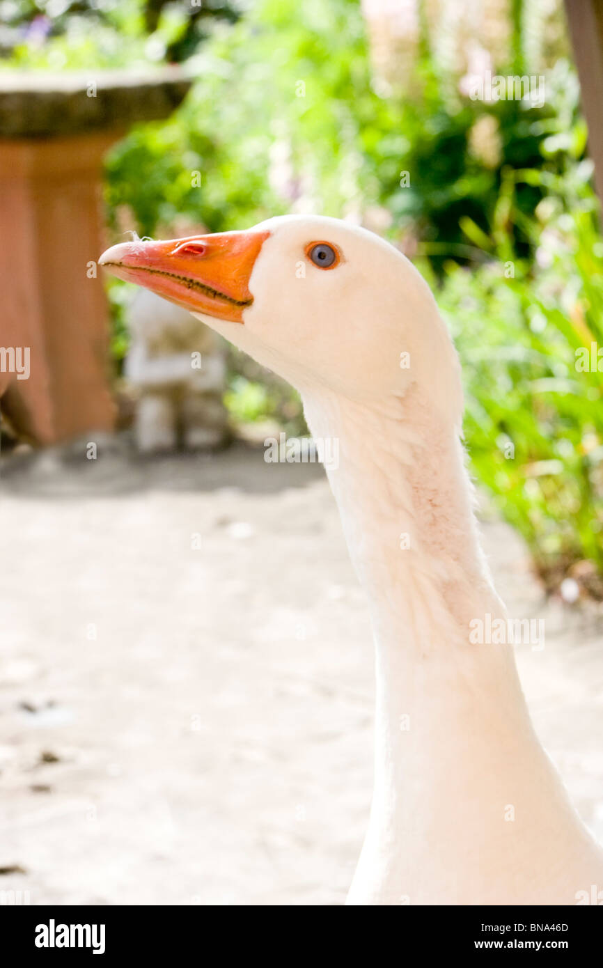 An attacking white goose Stock Photo - Alamy
