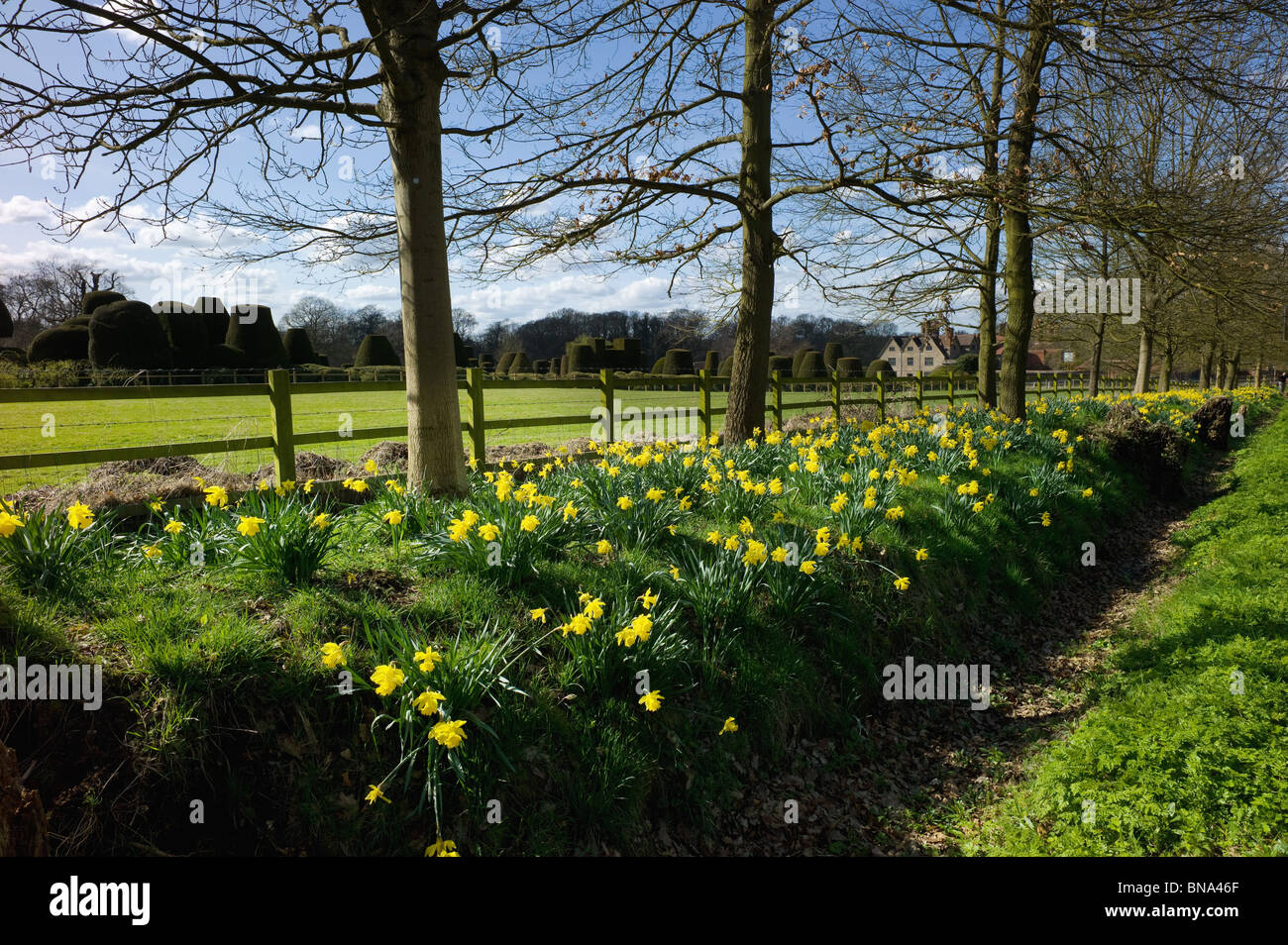 Yellow daffodil wild flowers growing wild in the countryside Stock ...