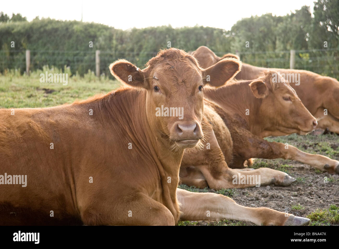 Cattle in a field Stock Photo - Alamy