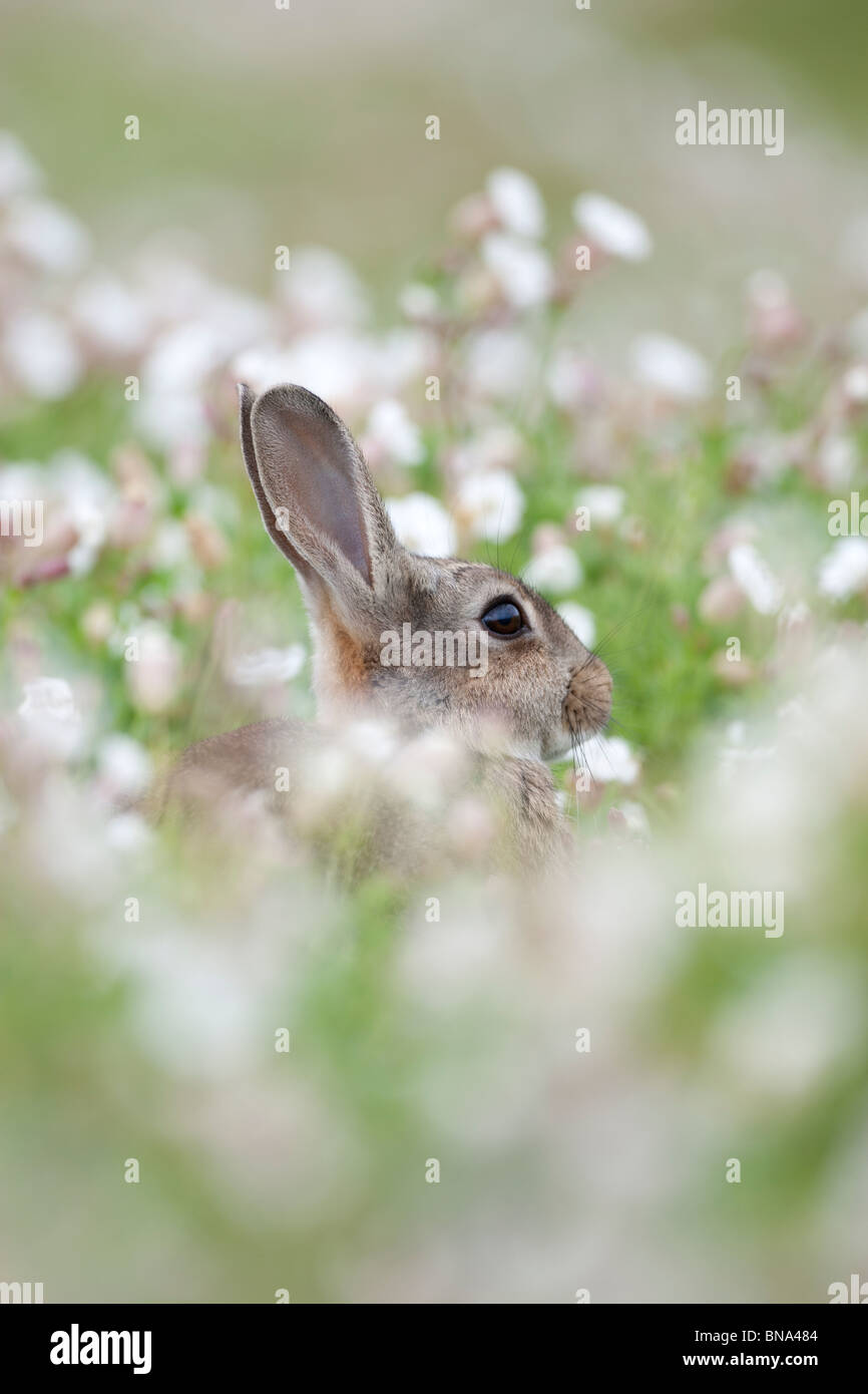 Spring flowers meadow rabbit hi-res stock photography and images - Alamy