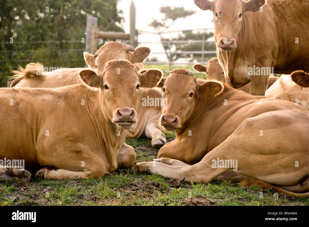 Cattle in a field Stock Photo - Alamy